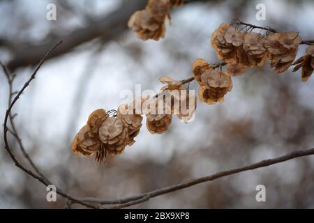 Organic air dried chilbil or Indian Elm (Holoptelea Integrifolia) seeds ...