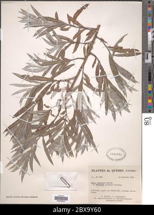 Salix interior var wheeleri Rowlee Salix interior var wheeleri Rowlee ...