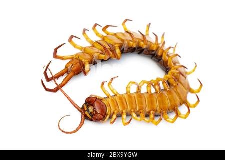 Image of dead centipedes or chilopoda on the ground. Animal. poisonous ...