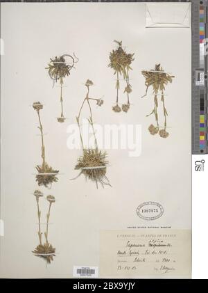 Pink flowers of the rare species Saponaria intermedia. Blurred natural ...