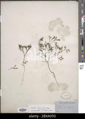 Paronychia setacea var setacea Paronychia setacea var setacea Stock ...