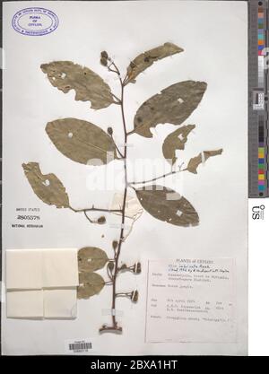 Olax imbricata Roxb Olax imbricata Roxb Stock Photo - Alamy