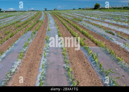 Maize seedlings growing under a protective cover of bio-degradeable ...