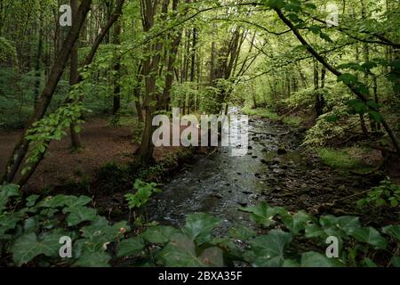 Woodlands in Midlothian, Scotland Stock Photo - Alamy
