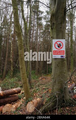 Mechanised tree felling operations in broadleaf woodland. Surrey, UK ...