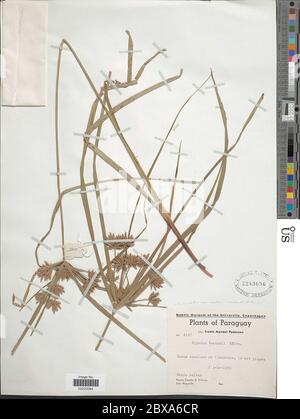 Cyperus incomtus Cyperus incomtus Stock Photo - Alamy