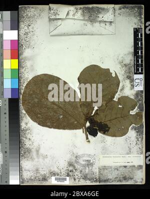 Terminalia litoralis Seem Stock Photo - Alamy