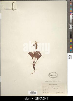 Pyrola grandiflora Radius Stock Photo - Alamy