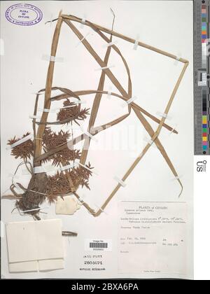 Cyperus pilosus Vahl Cyperus pilosus Vahl Stock Photo - Alamy