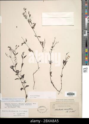 Mexotis latifolia M Martens Galeotti Terrell H Rob Stock Photo - Alamy