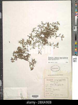 Pectis humifusa Sw Pectis humifusa Sw Stock Photo - Alamy