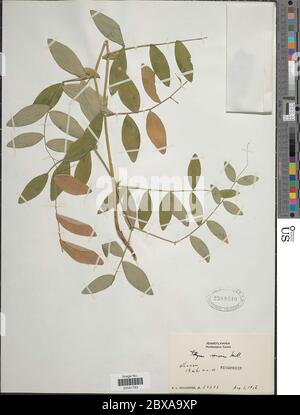 Lathyrus venosus Muhl Lathyrus venosus Muhl Stock Photo - Alamy