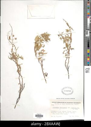 Franseria camphorata var leptophylla A Gray Stock Photo - Alamy