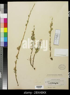 Baccharis sp Baccharis sp Stock Photo - Alamy