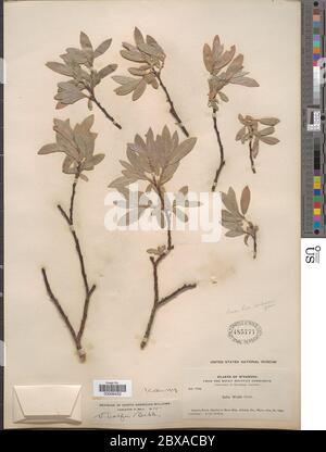 Salix wolfii Bebb Salix wolfii Bebb Stock Photo - Alamy