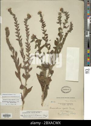 Lithospermum onosmodium Cohen Lithospermum onosmodium Cohen Stock Photo ...