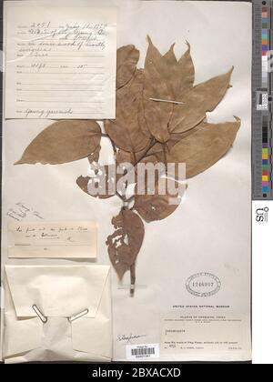 Castanopsis sp Castanopsis sp Stock Photo - Alamy