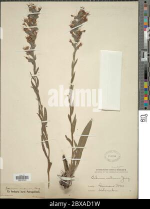 Echium rubrum Forssk Stock Photo - Alamy