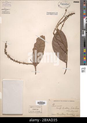 Lithocarpus sp Lithocarpus sp Stock Photo - Alamy