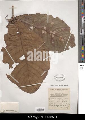 Quercus segoviensis Liebm Quercus segoviensis Liebm Stock Photo - Alamy