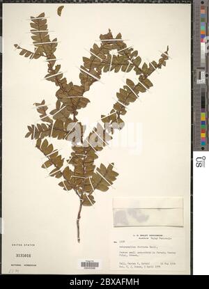 Anisophyllea disticha Jack Baill Stock Photo - Alamy