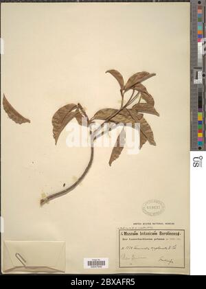 Terminalia complanata K Schum Stock Photo - Alamy