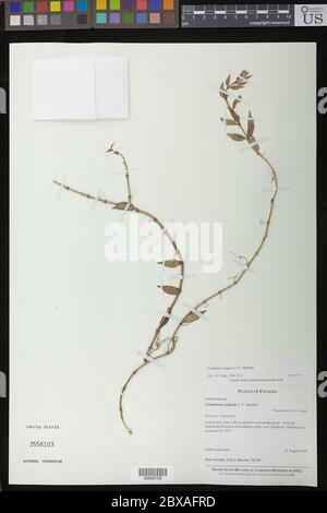 Columnea arguta CV Morton Columnea arguta CV Morton Stock Photo - Alamy
