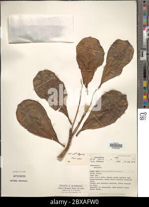Terminalia muelleri Terminalia muelleri Stock Photo - Alamy