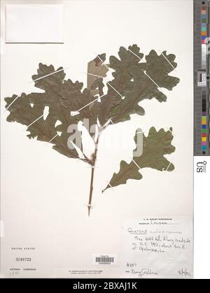 Quercus similis Ashe Quercus similis Ashe Stock Photo - Alamy