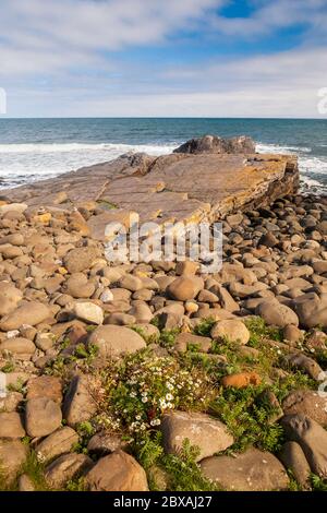 Geological rock formation, Embleton Bay, Northumberland, England Stock ...