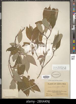 Cornus disciflora Cornus disciflora Stock Photo - Alamy