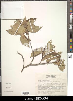 Cornus disciflora Cornus disciflora Stock Photo - Alamy