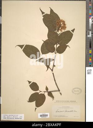 Cornus excelsa Kunth Cornus excelsa Kunth Stock Photo - Alamy