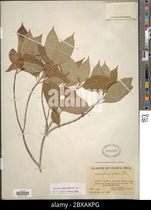 Cornus disciflora Cornus disciflora Stock Photo - Alamy