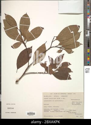 Cornus disciflora Cornus disciflora Stock Photo - Alamy