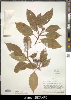 Cornus disciflora Cornus disciflora Stock Photo - Alamy