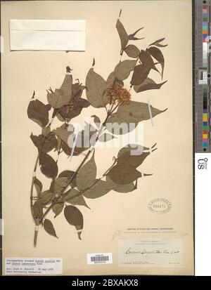 Cornus excelsa Kunth Cornus excelsa Kunth Stock Photo - Alamy