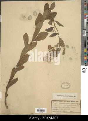 Oclemena reticulata Pursh GL Nesom Oclemena reticulata Pursh GL Nesom ...