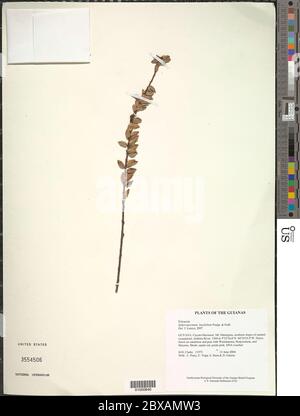 Sphyrospermum buxifolium Poepp Endl Sphyrospermum buxifolium Poepp Endl ...