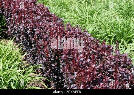 Berberis hedge Red pillar, red hedge in garden japanese barberry hedge ...
