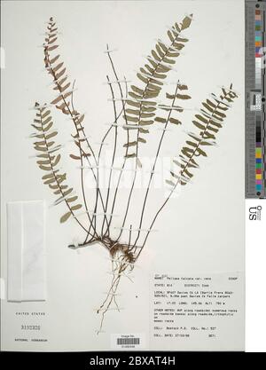 Pellaea falcata, sickle fern Stock Photo - Alamy