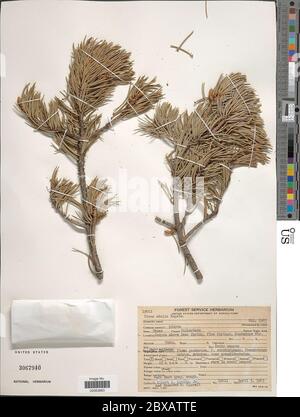 Pinus edulis Engelm Pinus edulis Engelm Stock Photo - Alamy