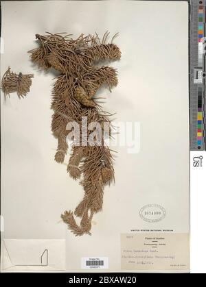 Pinus banksiana Lamb Pinus banksiana Lamb Stock Photo - Alamy