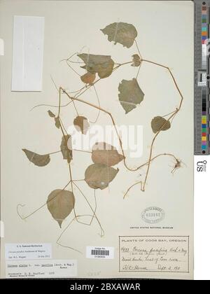Circaea pacifica Asch Magnus Circaea pacifica Asch Magnus Stock Photo ...
