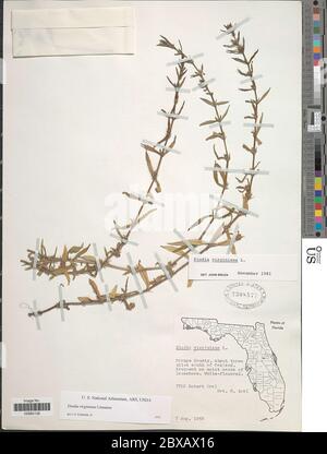 Virginia Buttonweed, Diodia virginiana Stock Photo - Alamy