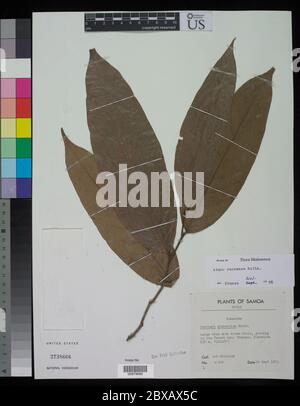 Atuna racemosa Raf Stock Photo - Alamy