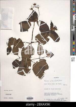 Viguiera quitensis Benth SF Blake Viguiera quitensis Benth SF Blake ...