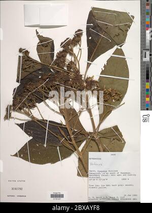 Verbesina sp Verbesina sp Stock Photo - Alamy