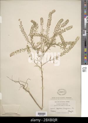 Lepidium virginicum or virginia pepperweed plant blooming white flowers ...