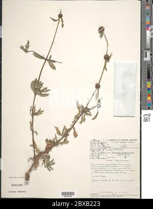 Borreria verticillata L G Mey Stock Photo - Alamy